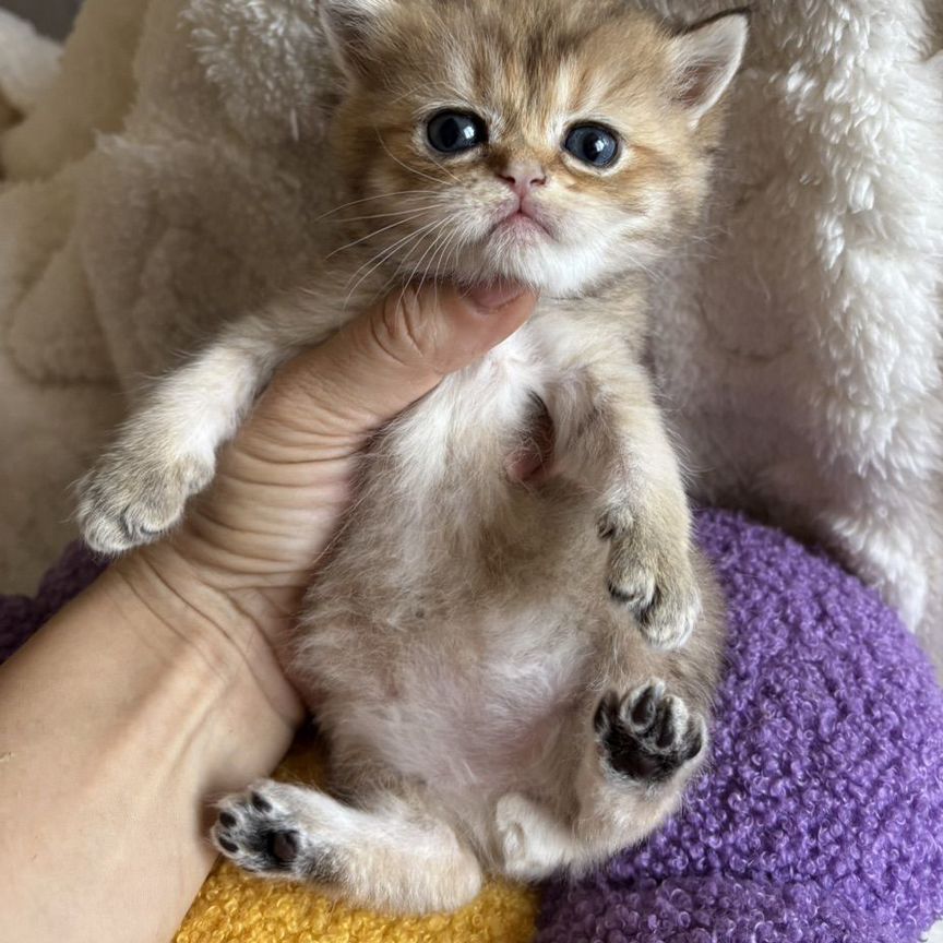 Британские котятки