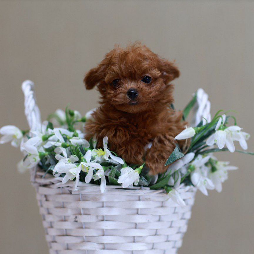 Мальтипу, щенок