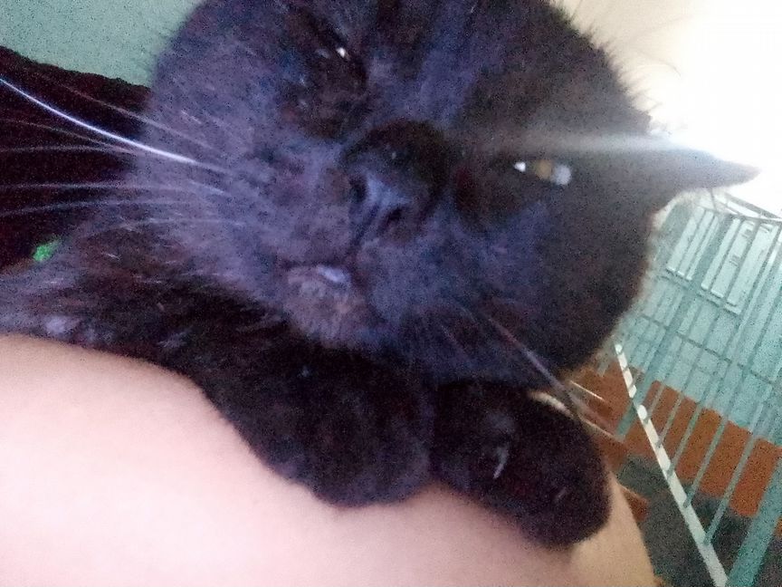 Черная кошечка
