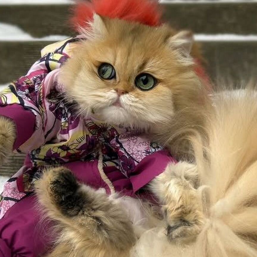 Британский длинношёрстный котёнок