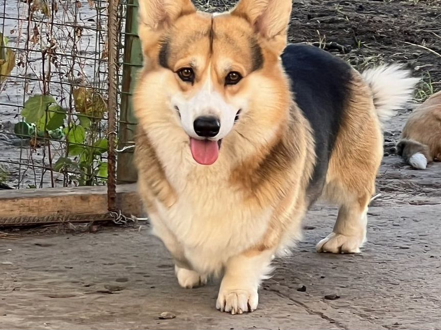 Вельш-корги пемброк вязка