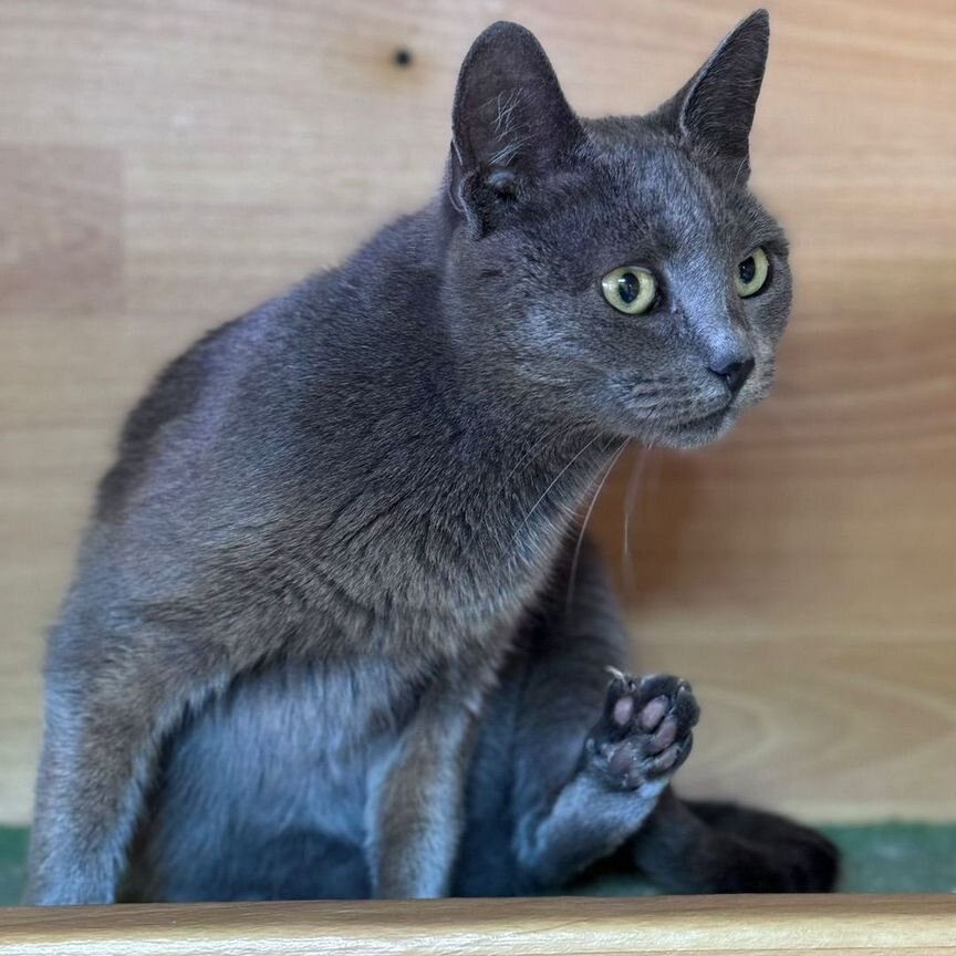 Шикарной кошке нужна семья