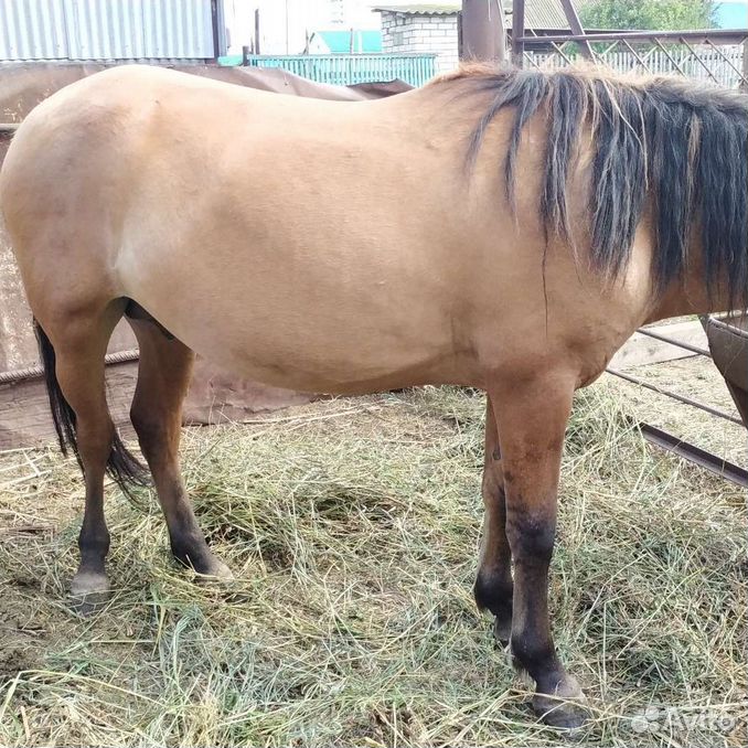 Лошади башкирской породы