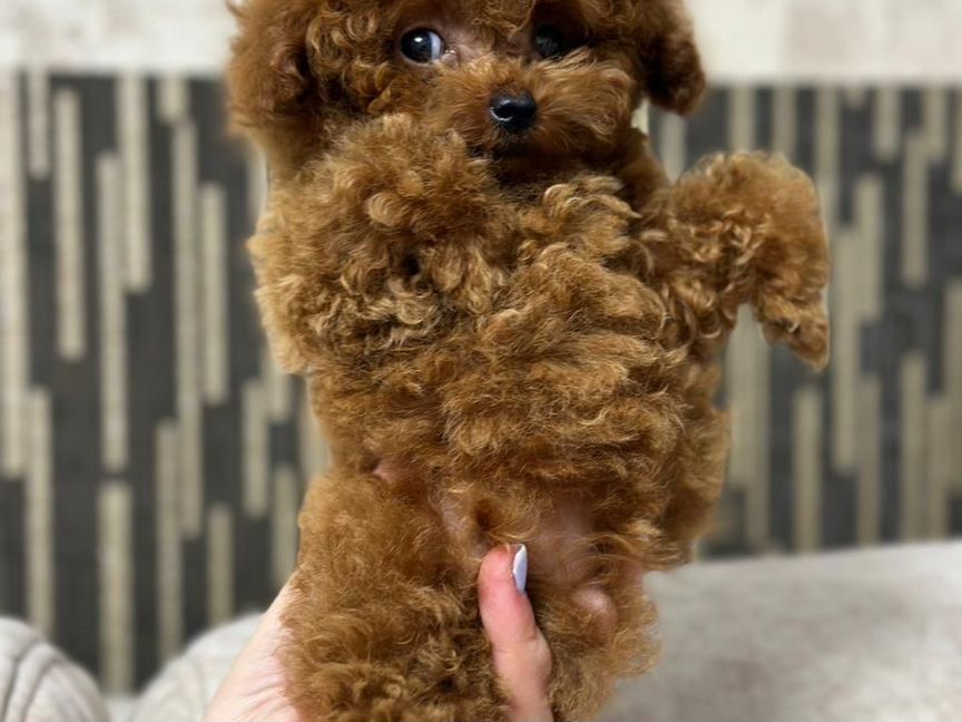 Тикап Тедди Пудель