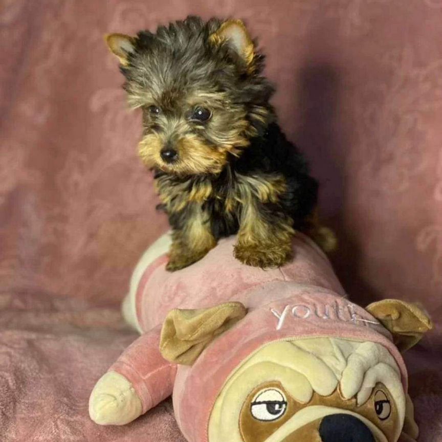 Йоркширский терьер мини щенки