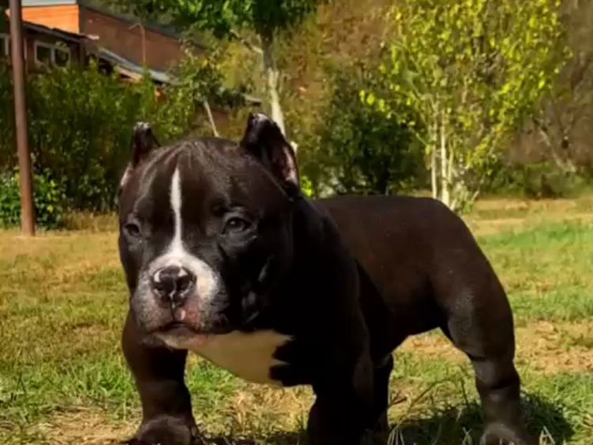 Щенок мини булли