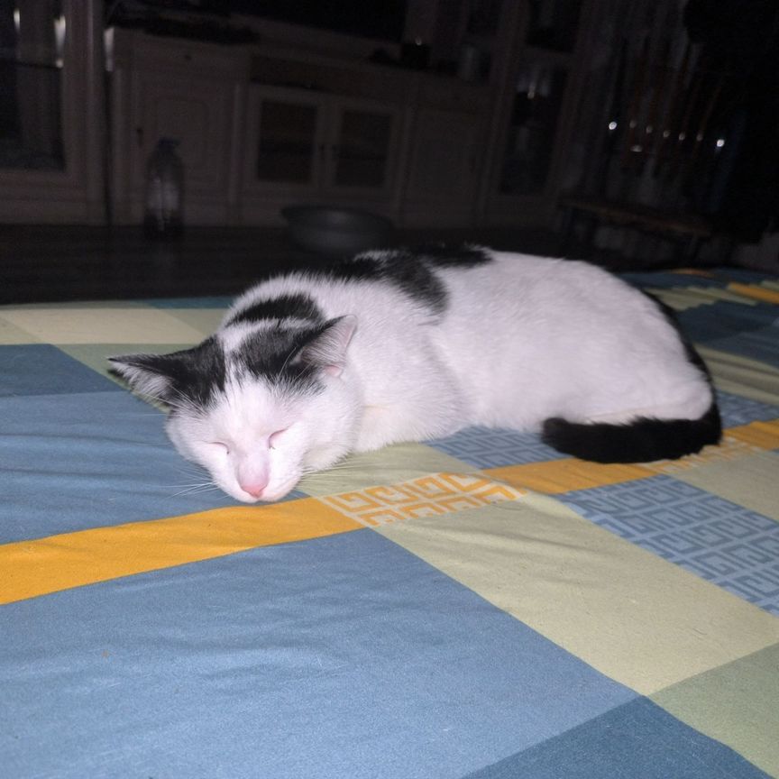 Отдам кота