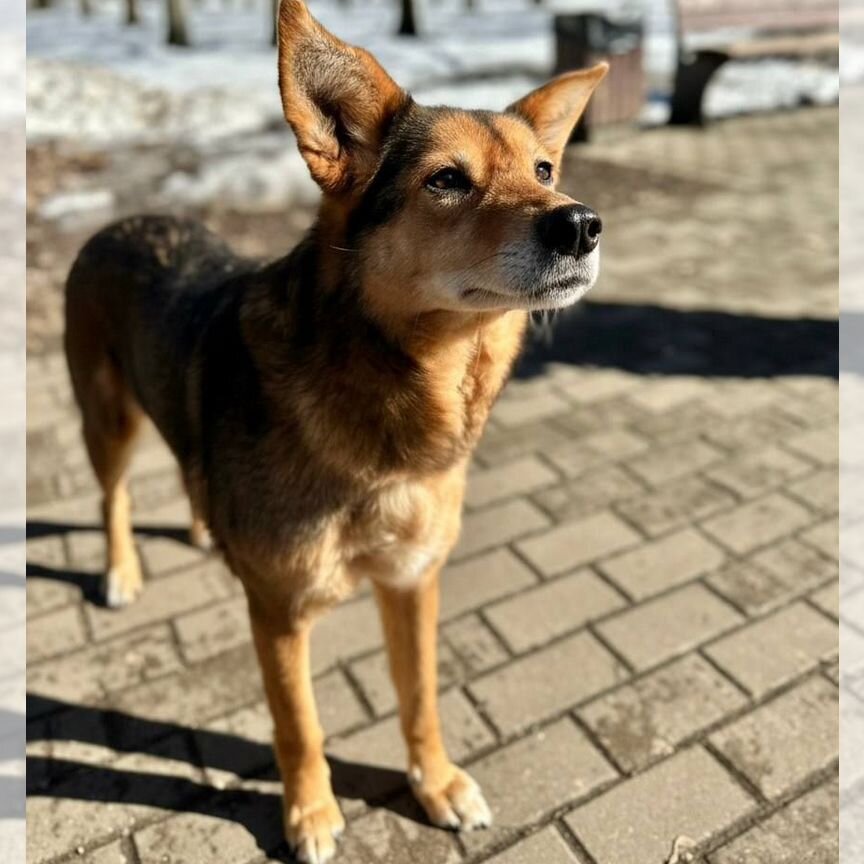 Взрослая собака в добрые руки