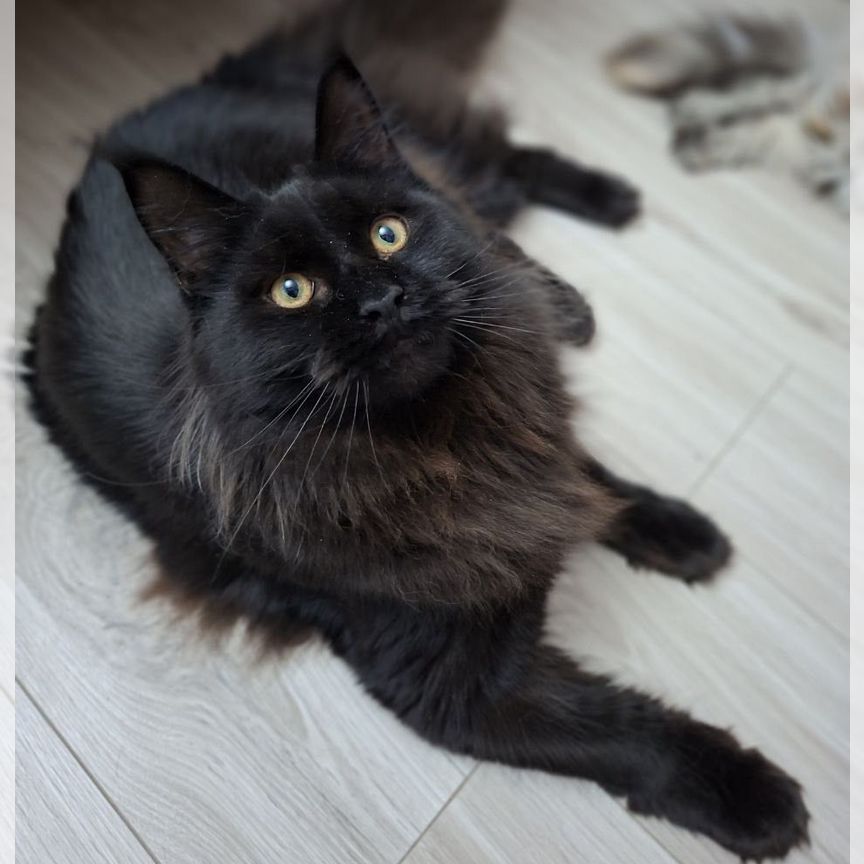 Мейн-кун, взрослая кошка