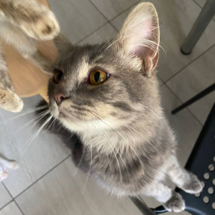 Отдам двух котиков и кошечку в добрые руки