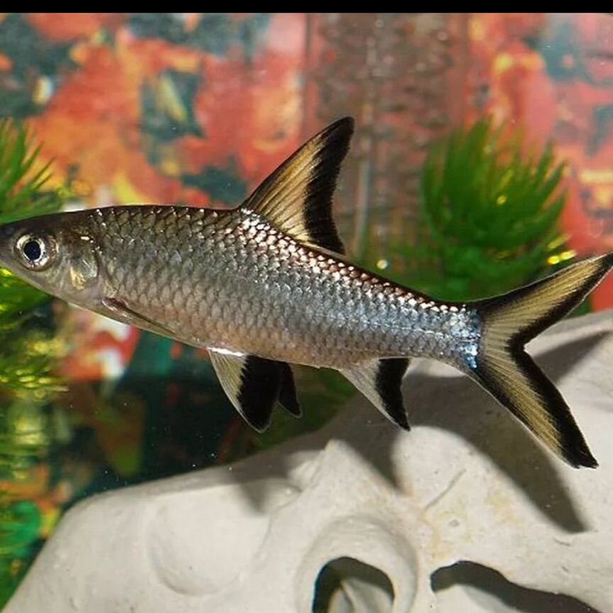 Акулий балу