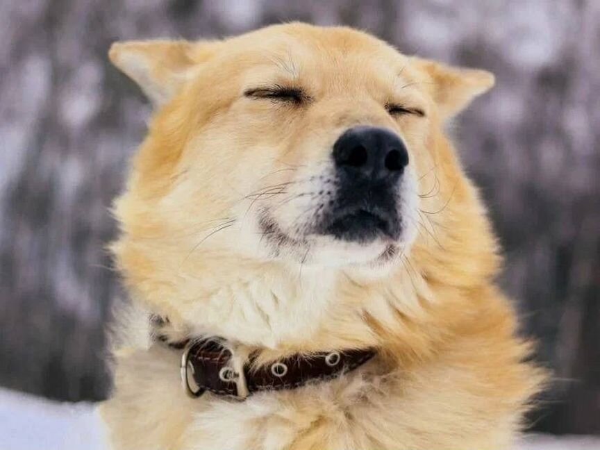 Фокс ищет дом