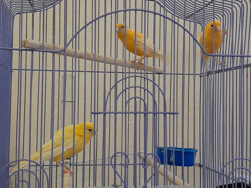 Продаются канарейки