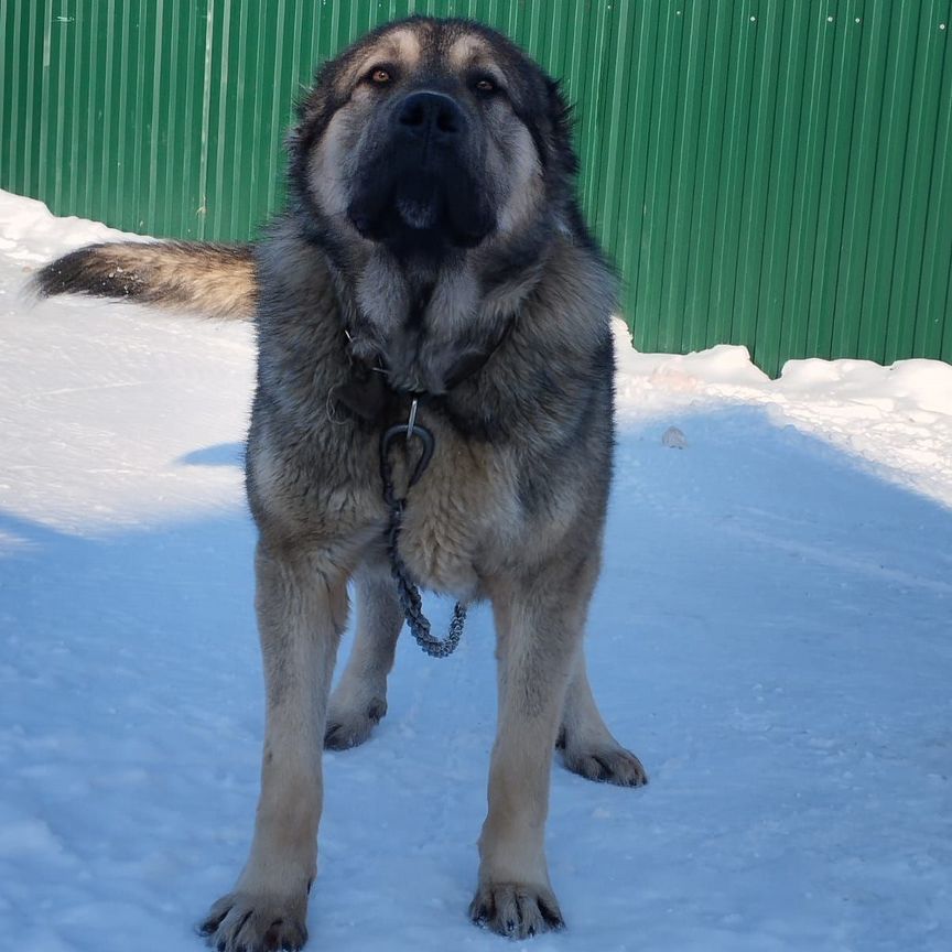 Алабай Среднеазиатская овчарка.Вязка. Бесплатно
