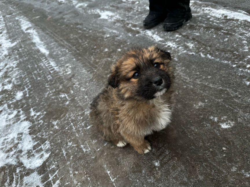 Пристраивается щенок