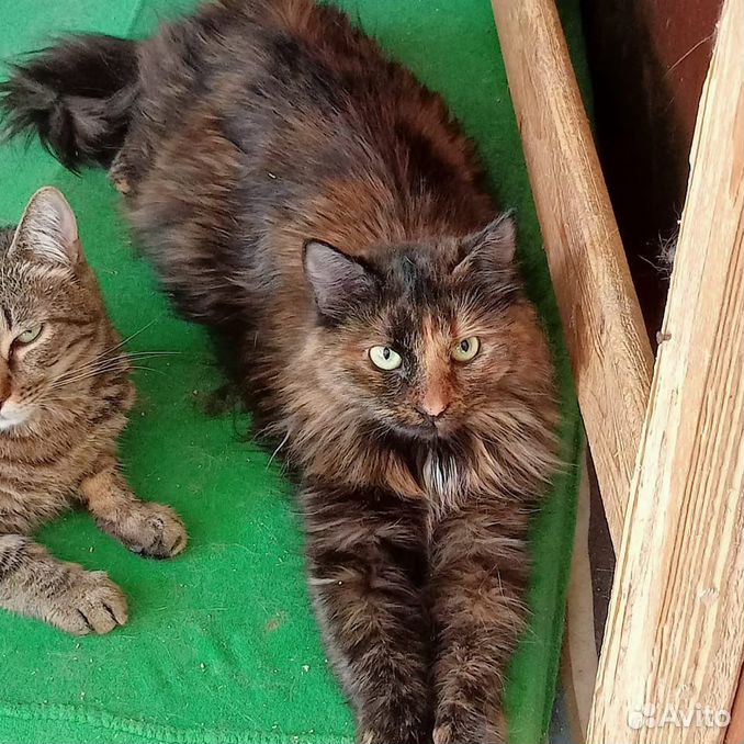 Кошка фенотип норвежской лесной
