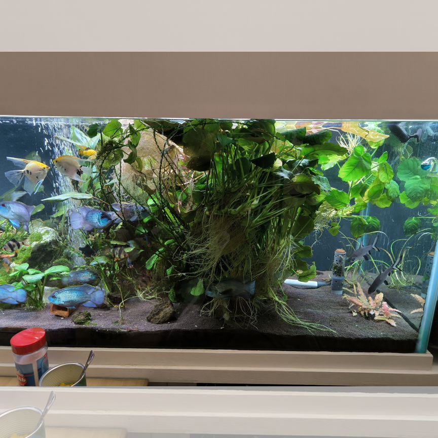 Аквариумные растения прополка