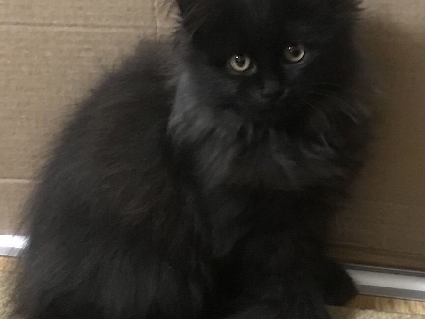 Кошечка