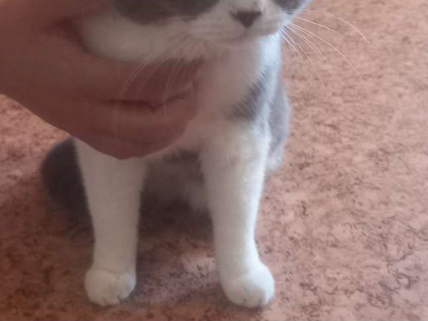 Кот 4 года отдам бесплатно