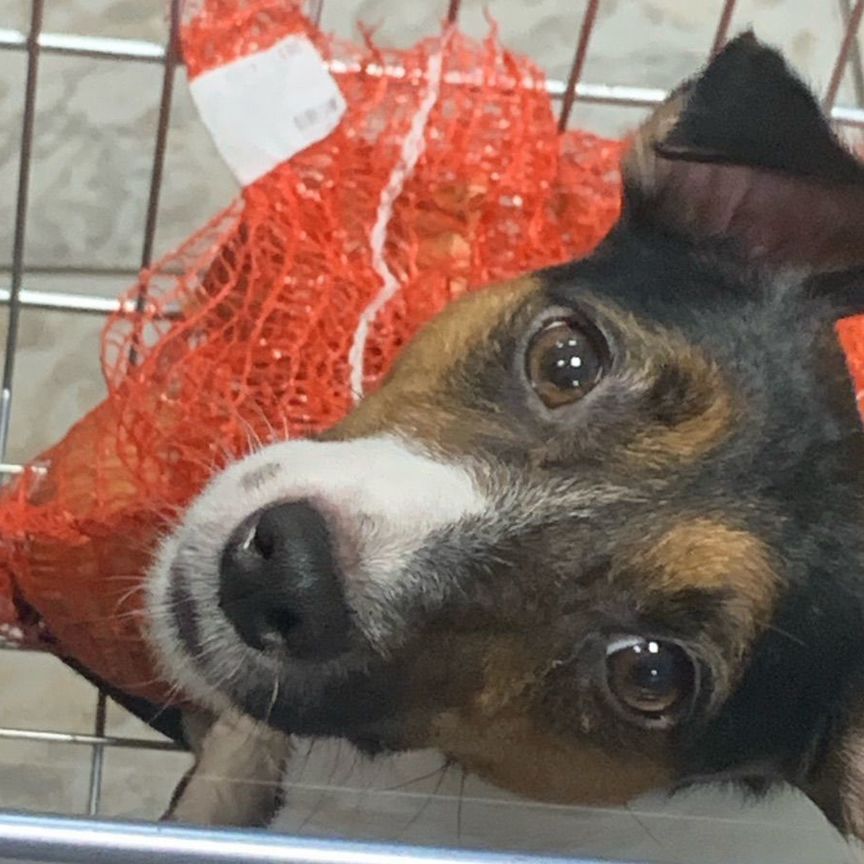 Джек рассел терьер, девочка трикалор