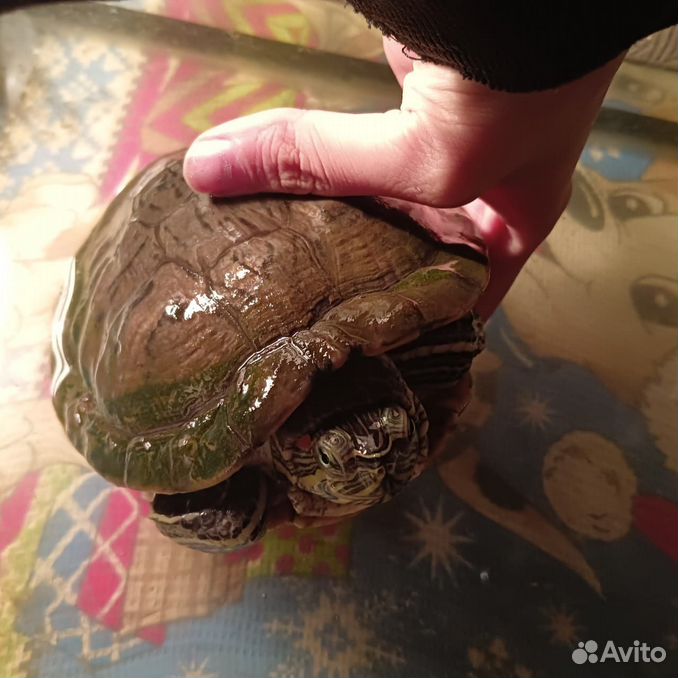 Отдам черепаху в добрый руки