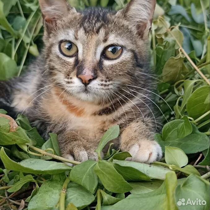 Красивая котёнка девочка 3,5 мес ищет добрые руки