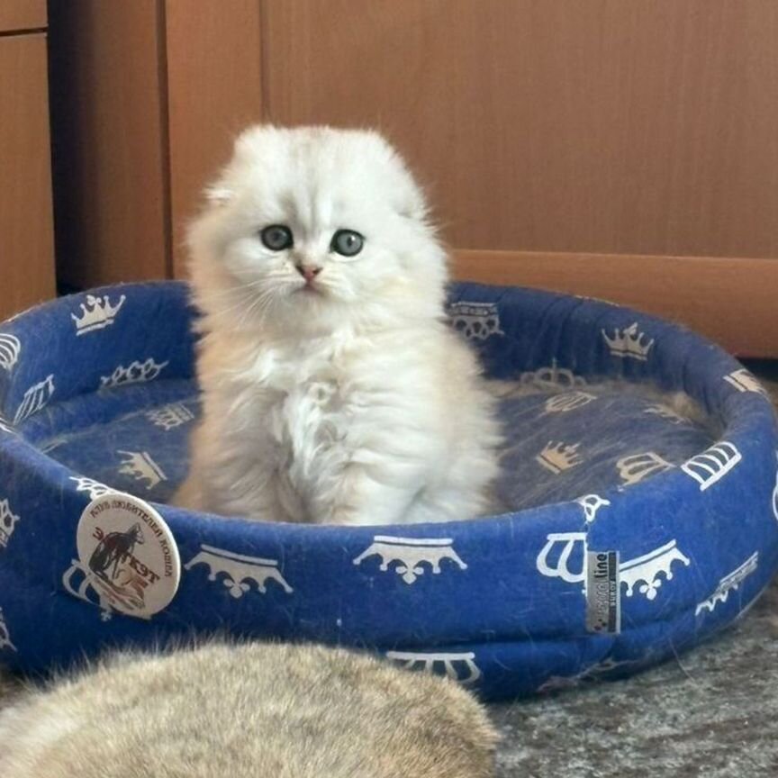 Шотландский вислоухий короткошёрстный котёнок