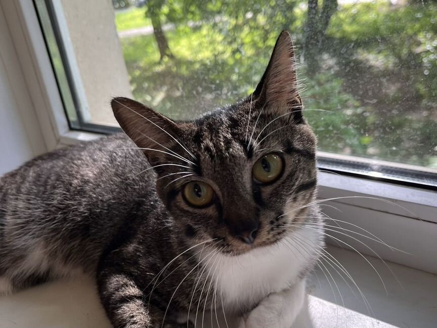 Коты в добрые руки