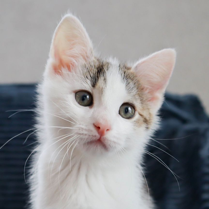 Флешка, котенок- кошечка в поисках дома