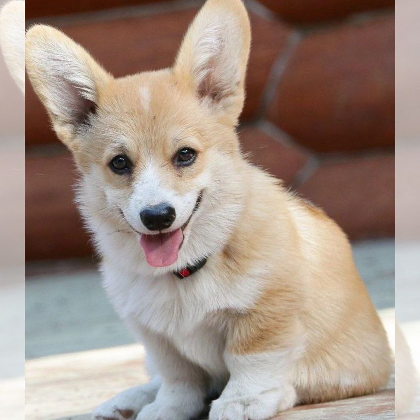 Щенки Вельш-корги пемброк