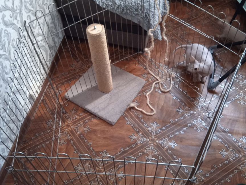 Вольер для котят и щенят