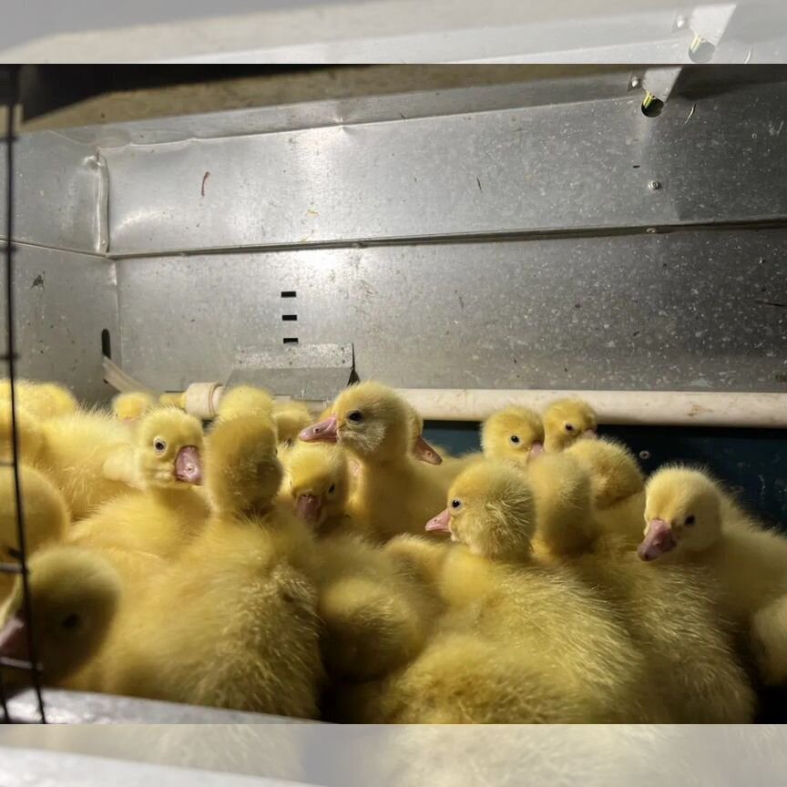 Гусята, утята, индюшата, павлины