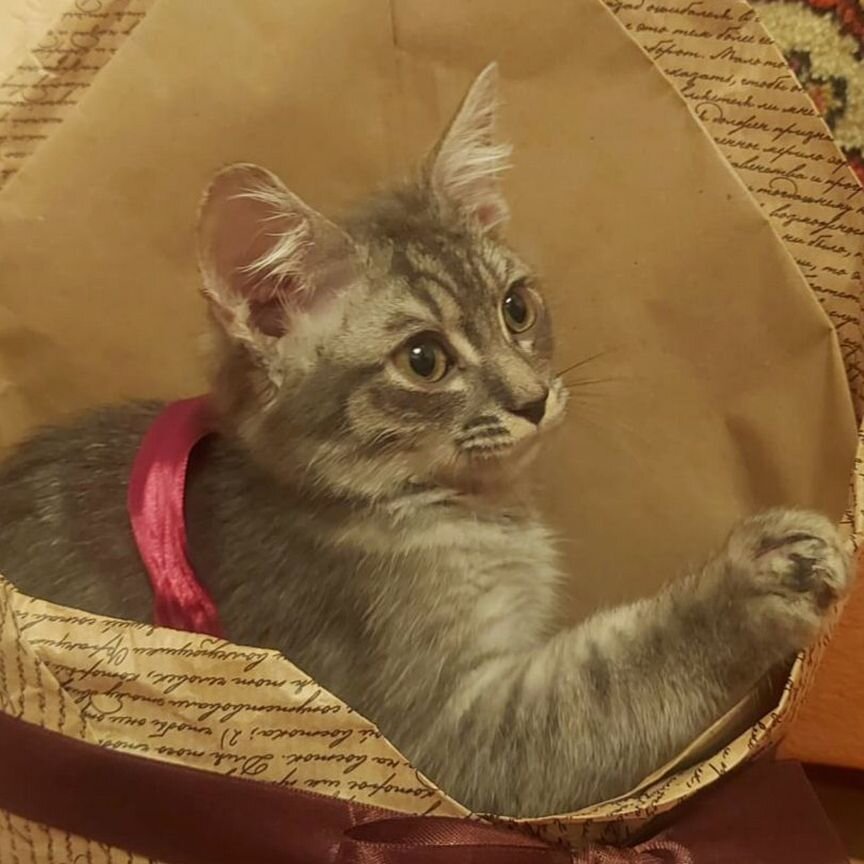 Котенок мальчик в добрые руки