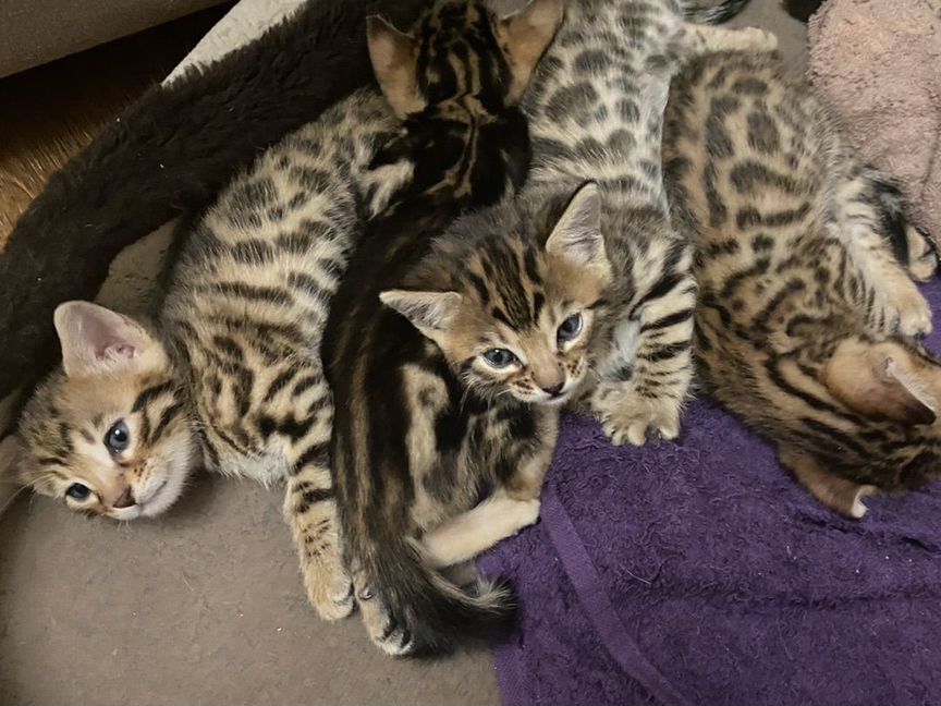 Бенгальская