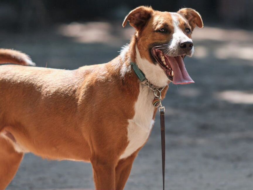 Мальчик Дени ищет дом