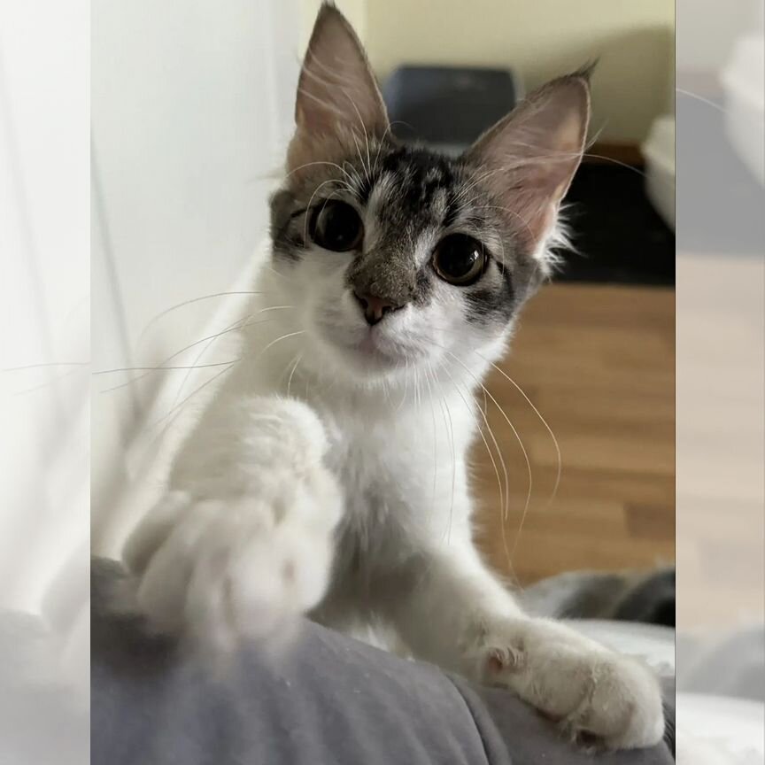 Котёнок в добрые руки