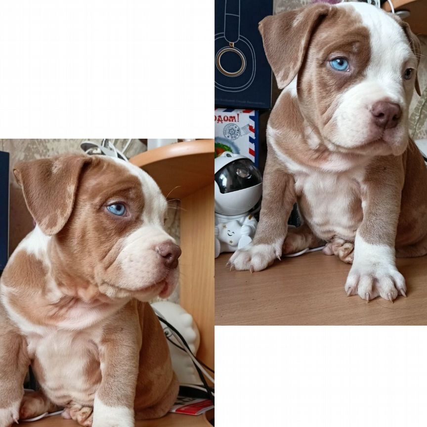 Щенки американского булли/мерль