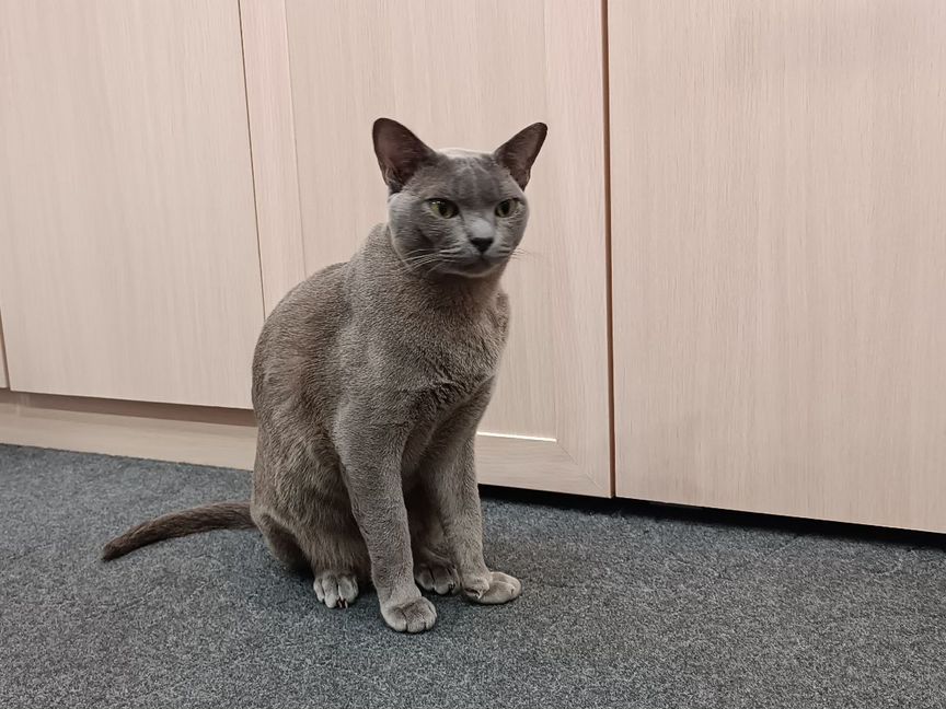 Кот бурманской породы