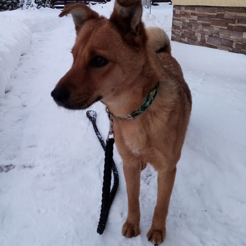 Щенок подросток Персик в добрые руки бесплатно