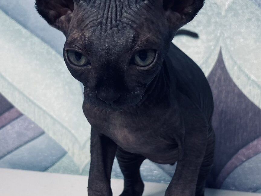 Канадский сфинкс