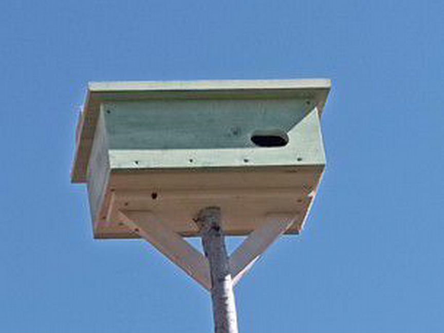 Стрижатник