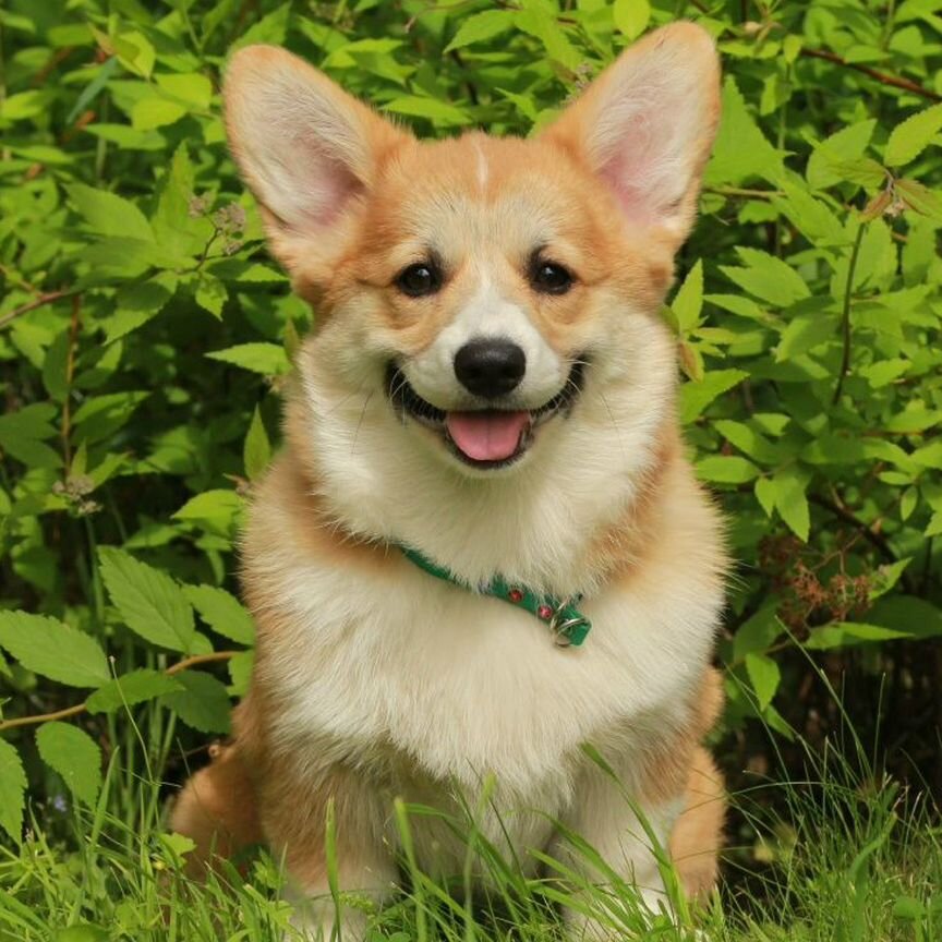 Вельш Корги Пемброк, щенок