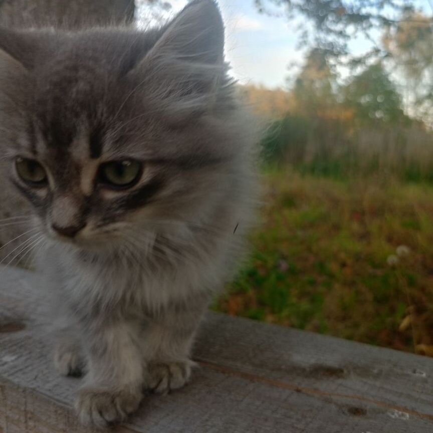 Котята отдам в добрые руки бесплатно