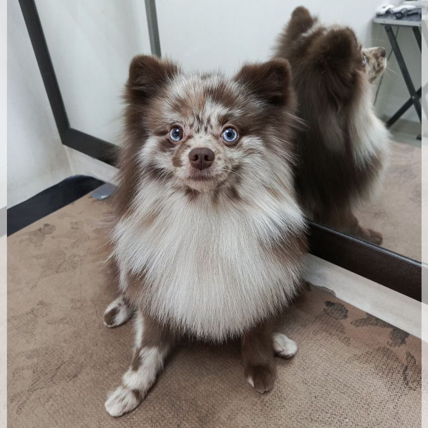 Мраморный немецкий шпиц ищем самку на связку