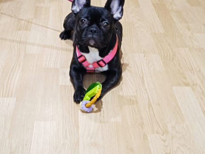 Маленькая собака