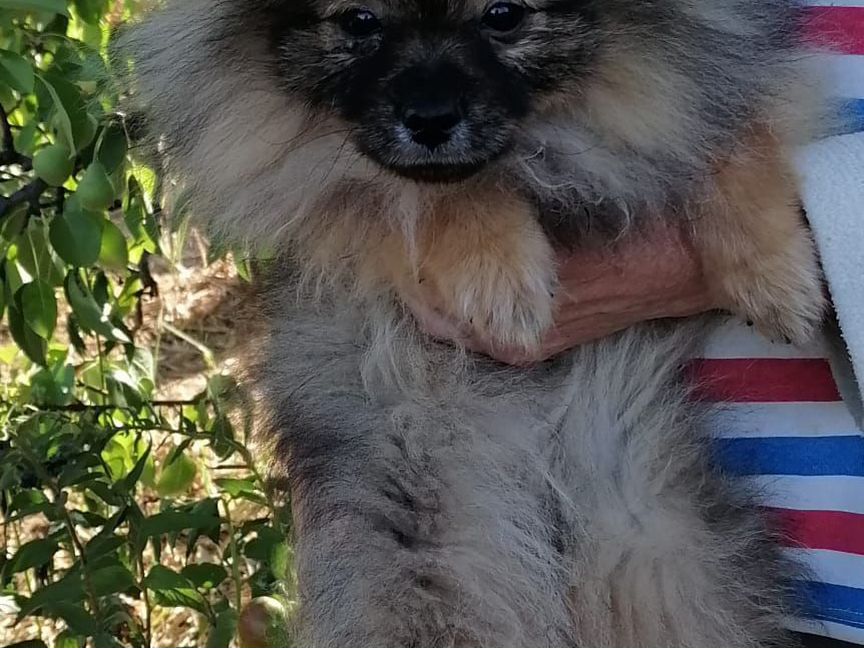 Шпиц девочка рыжий соболь