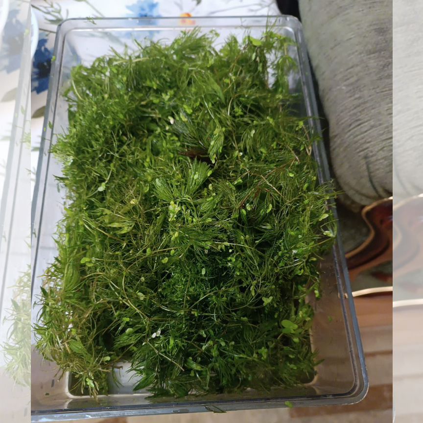 Роголистник для аквариума