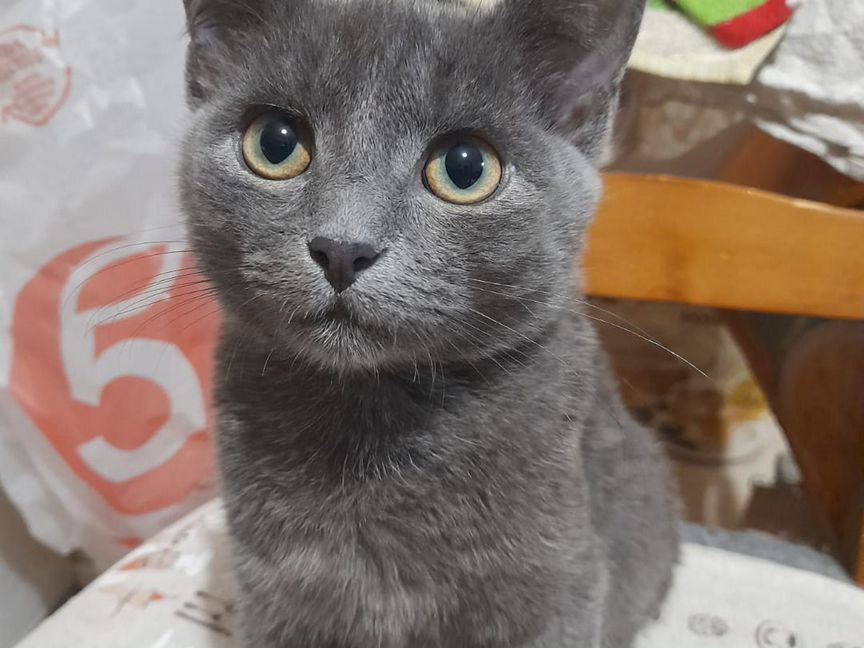 Котята в добрые руки, мальчики