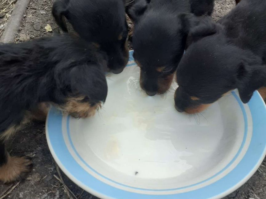 Щенки ягдтерьера