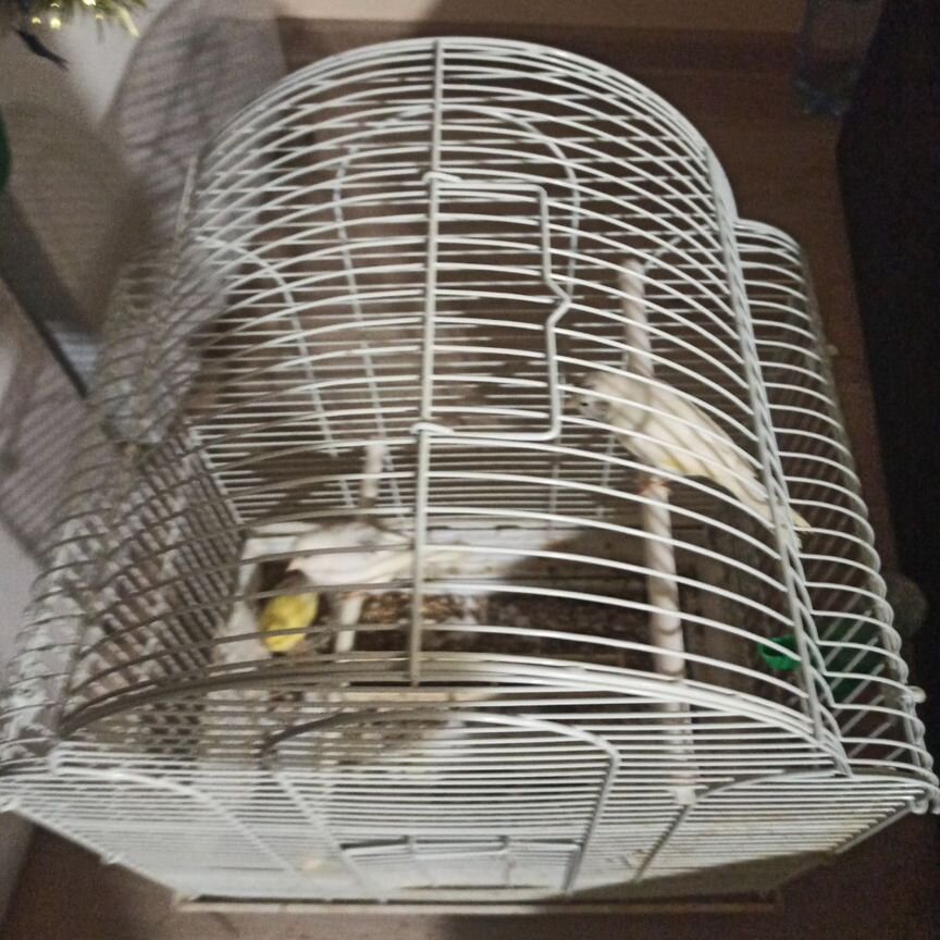 Канарейка самка